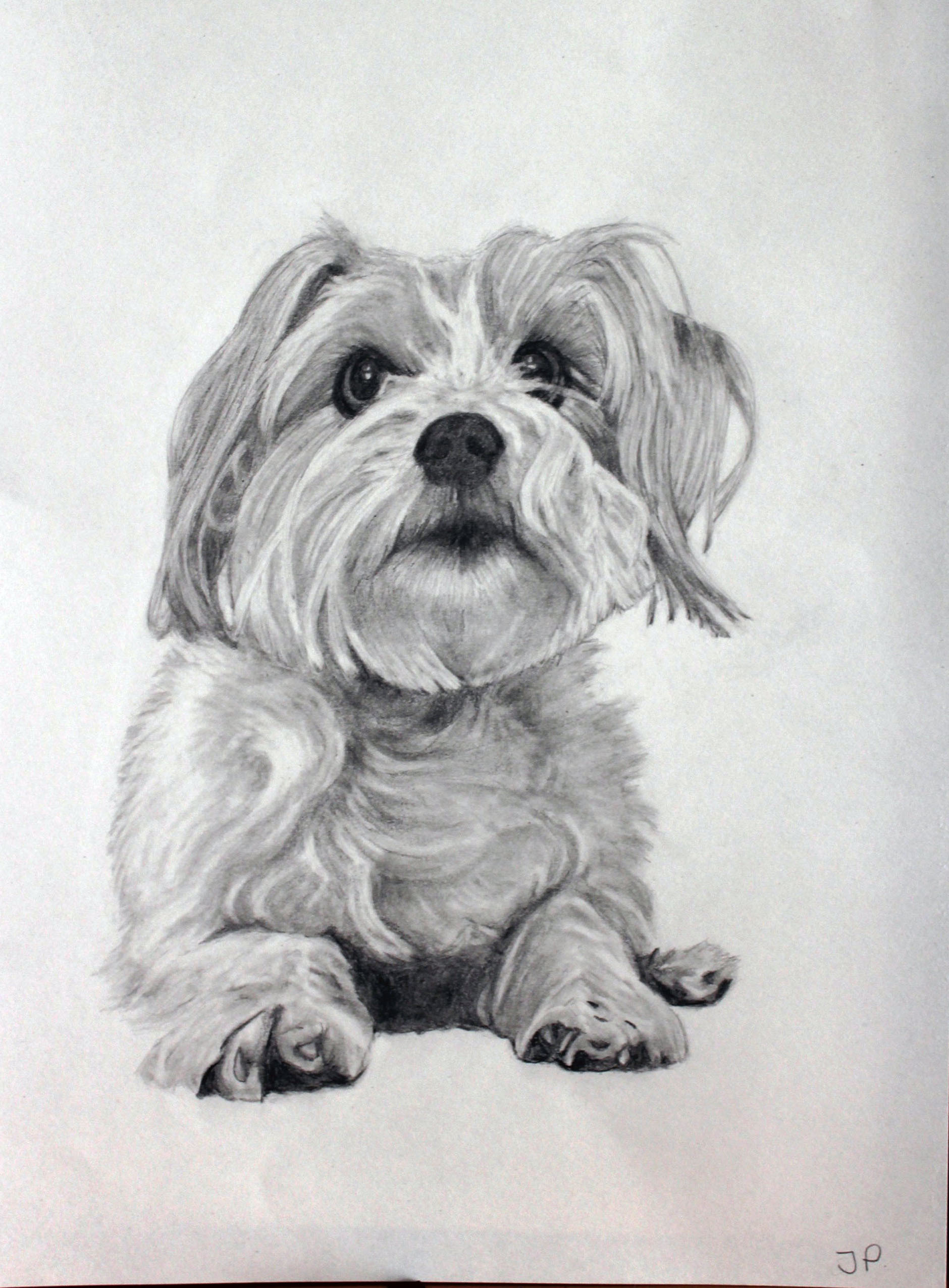 Culley drawing – Hermit Blue